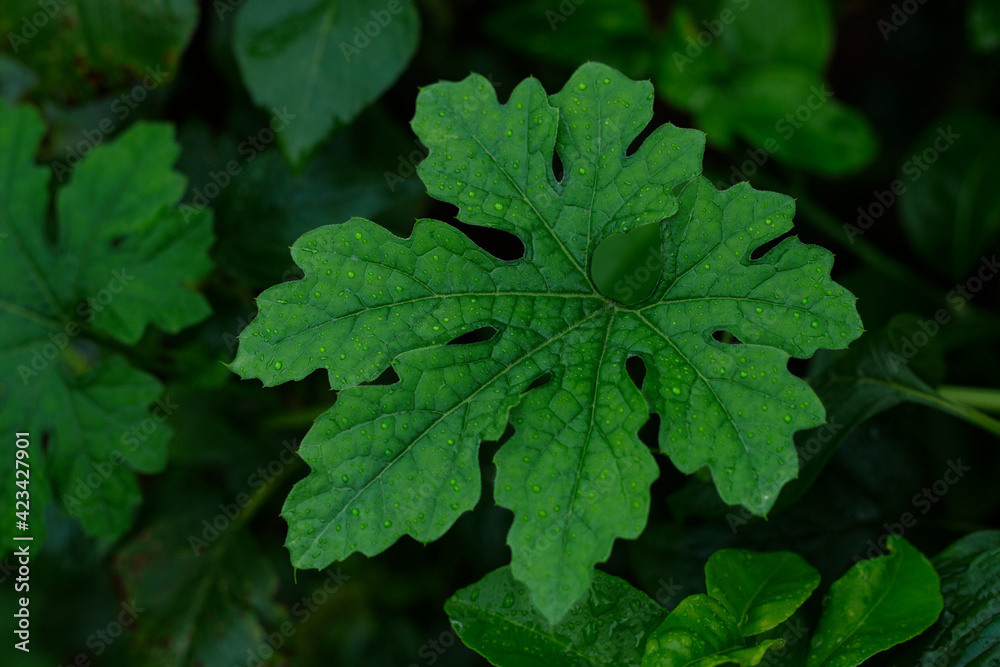 Bitter Gourd Growing in The Garden, Leaves of Bitter Gourd, bitter ...