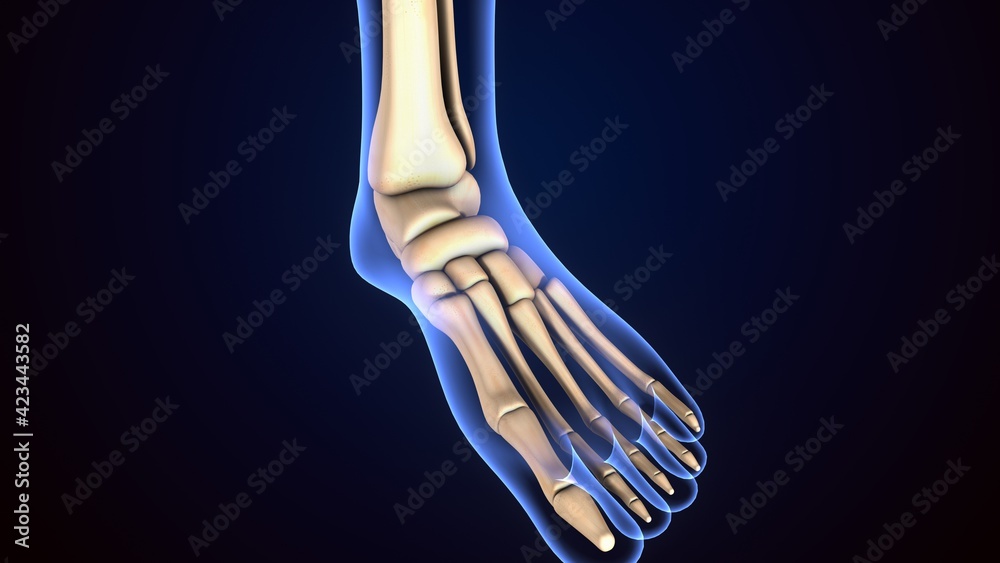 3d illustration of male human skeleton foot bone anatomy. Stock ...