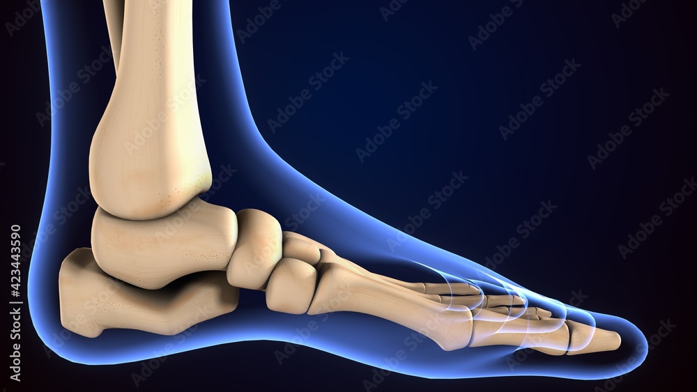 3d illustration of male human skeleton foot bone anatomy. Stock ...