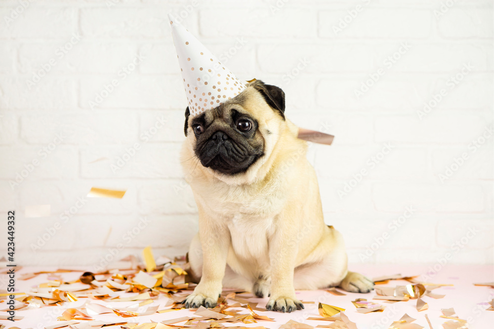 Funny Sad pug dog on birthday party . background with confetti and copy ...