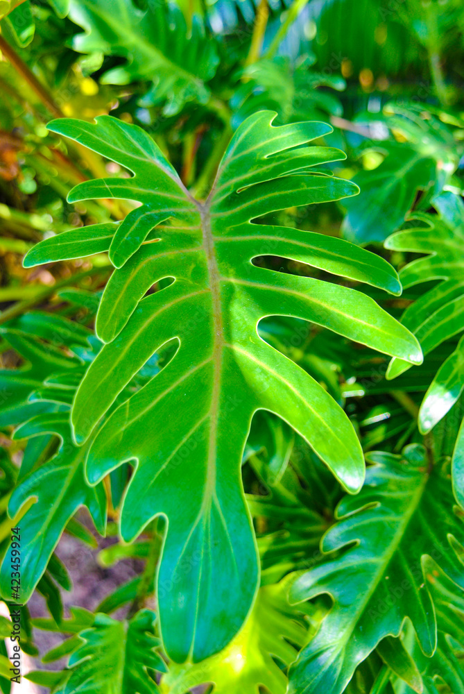 Australian Native Fern Australian Plant nature flora gardenFlora Stock ...