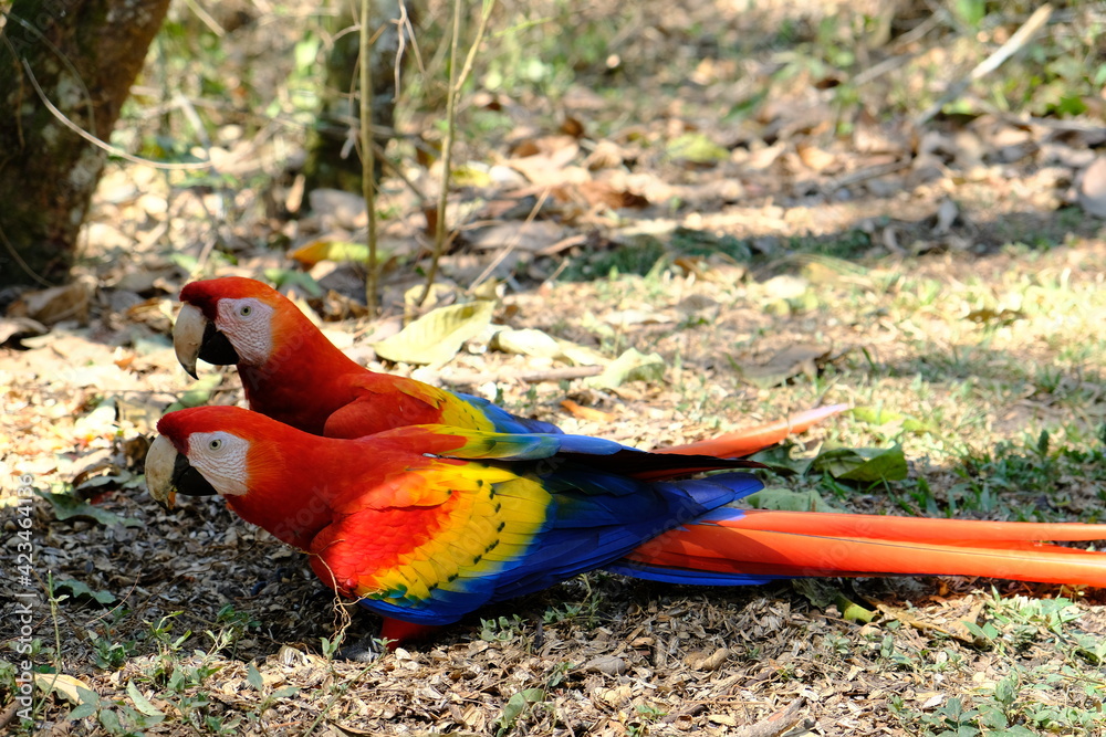 Honduras Copan Ruinas - Scarlet Macaw - Ara macao - Central and South ...