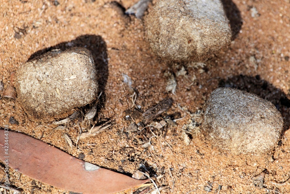 Scat (poop) of Southern Hairy-nosed Wombat (Lasiorhinus latifrons ...