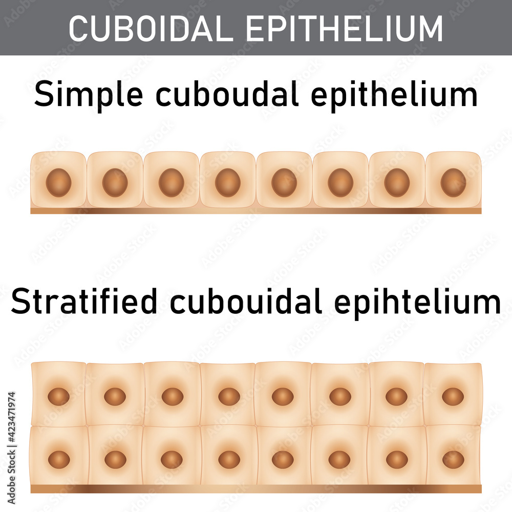 Scientific and medical illustration of the epithelium structure types ...