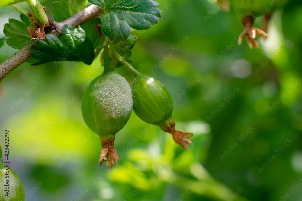 Gooseberry desease called powdery mildew or fungal. Berries growing on ...