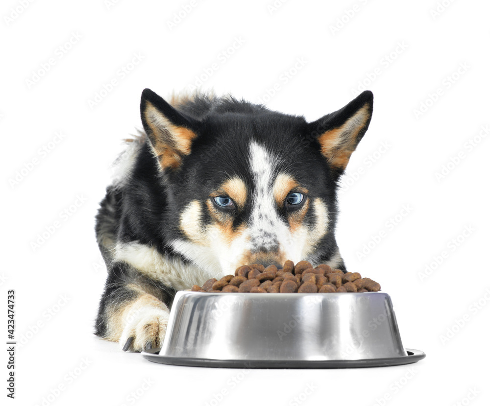Cute Dog Eating Food