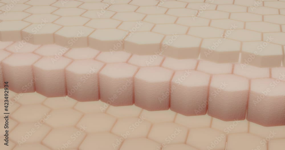 Stylized 3d render animation of the anatomy of the skin layers ...