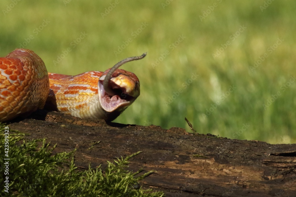 A Corn snake (Pantherophis guttatus or Elaphe guttata) after hunt ...