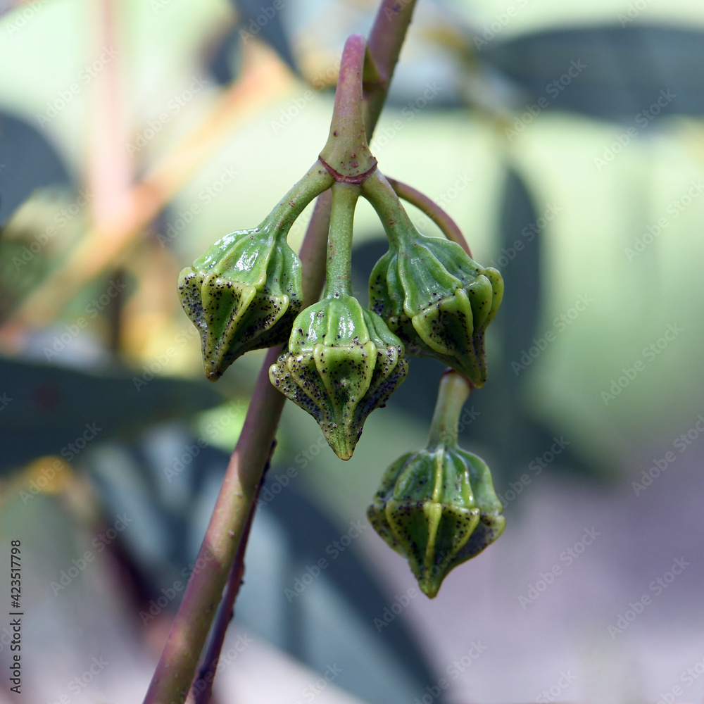 Foto de Unusual pendulous ribbed flower buds of the Australian native ...