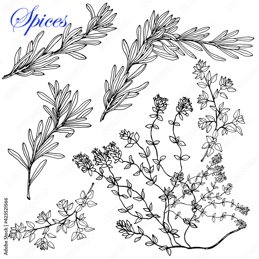 Thyme and Rosemary. Set. Twig . Stock black and white illustration ...