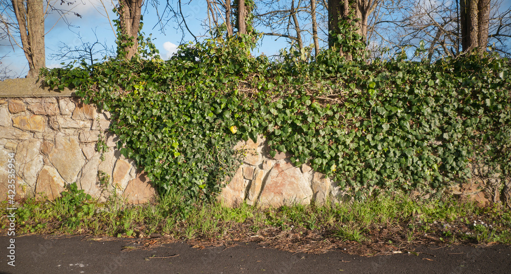 Enredadera en muro de piedra en zona rural Stock Photo | Adobe Stock