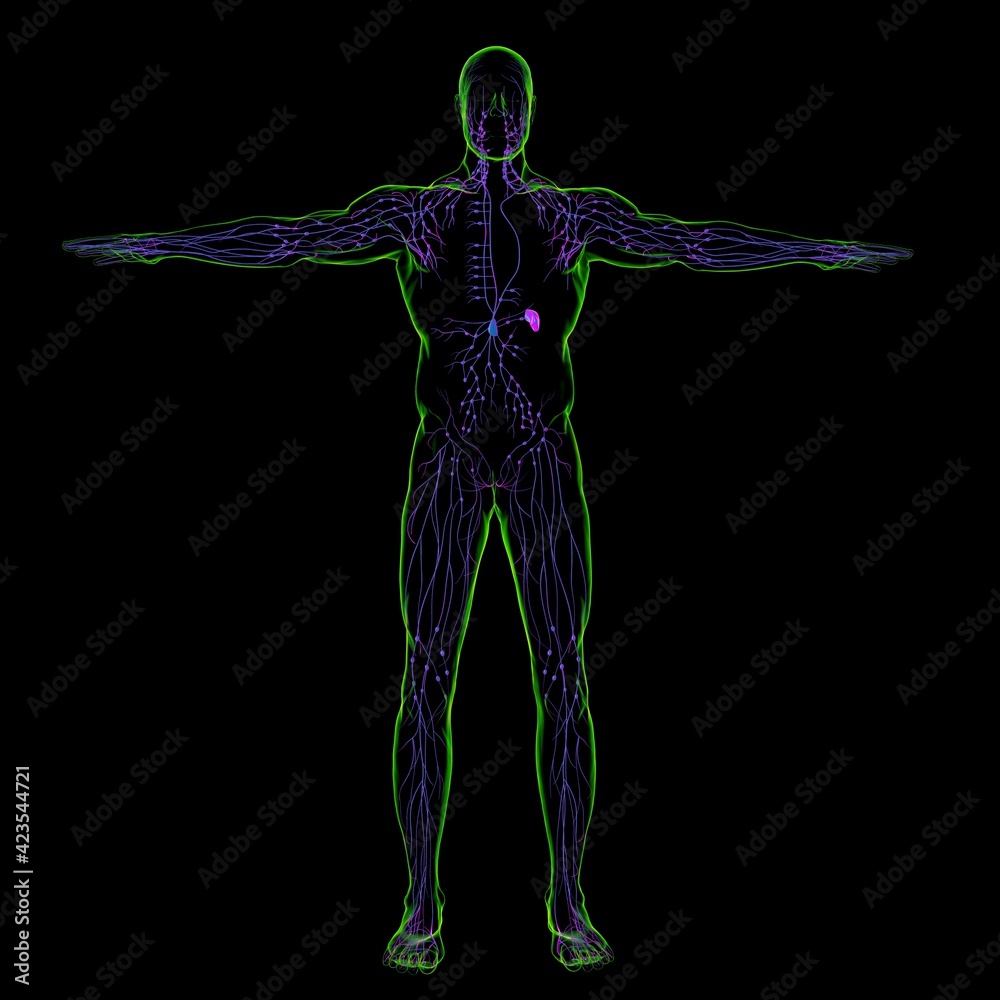 Human Lymph Nodes Anatomy For Medical Concept 3d Rendering Stock