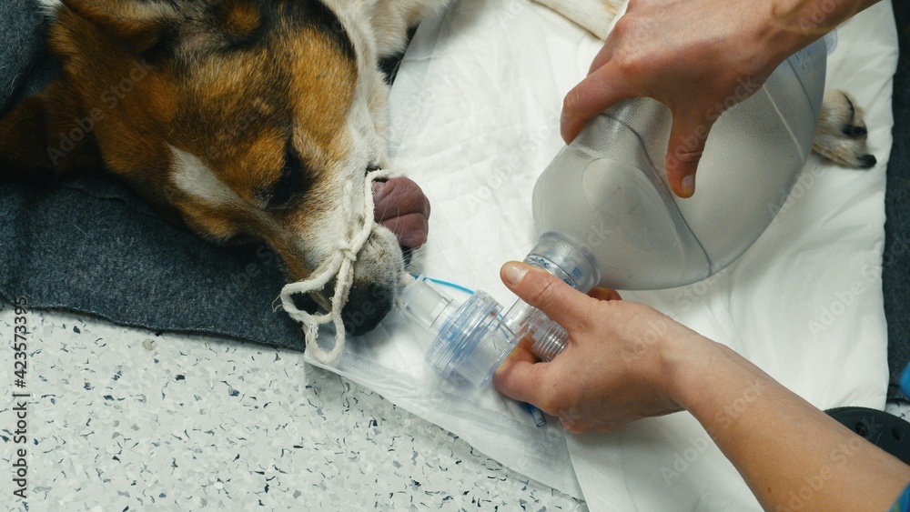 Preoxygenation technique in dog with oxygen mask. Doctor prepares dog ...