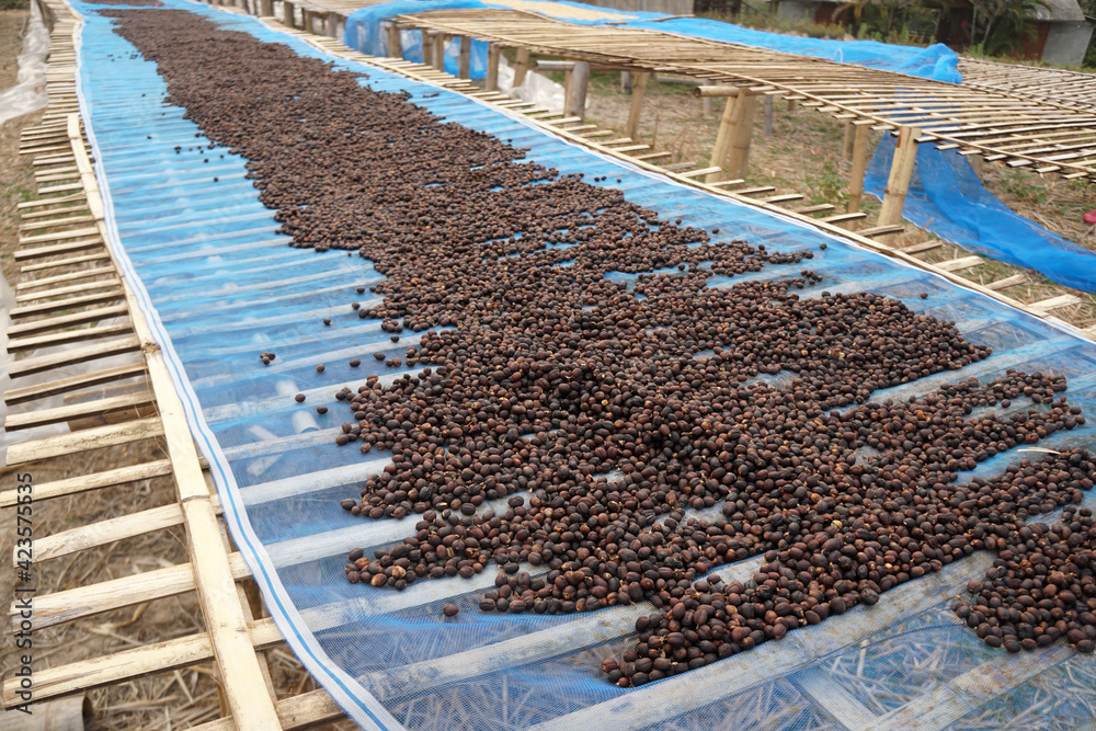 raw coffee beans dried in a farm in northern Thailand. In the ferment ...