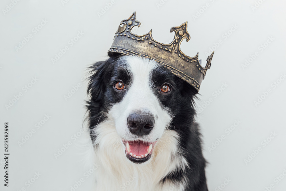 Cute puppy dog with funny face border collie wearing king crown ...