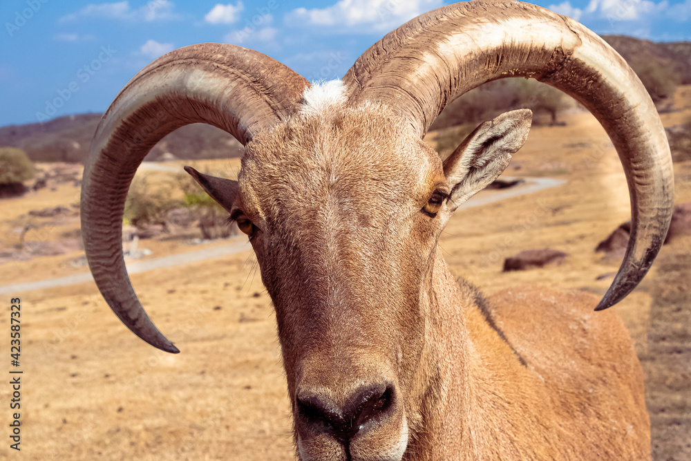 cabra, animal, borregos, mamífero, naturaleza, fauna, inhospitalario ...