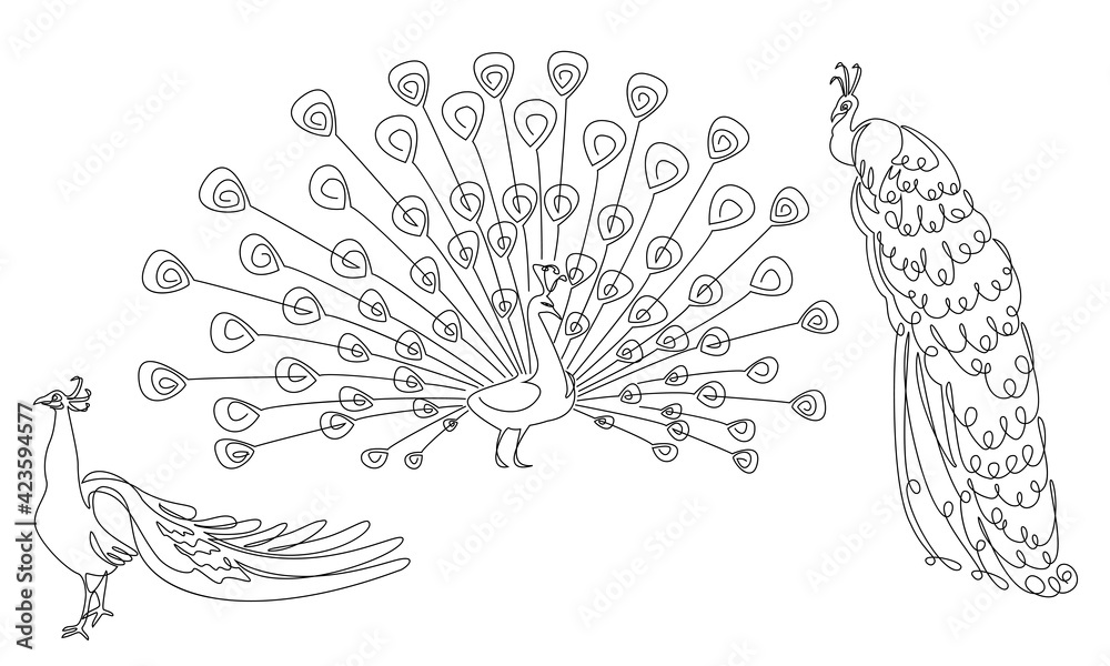Collection. A beautiful peacock sits, stands, walks. A bird with a lush ...