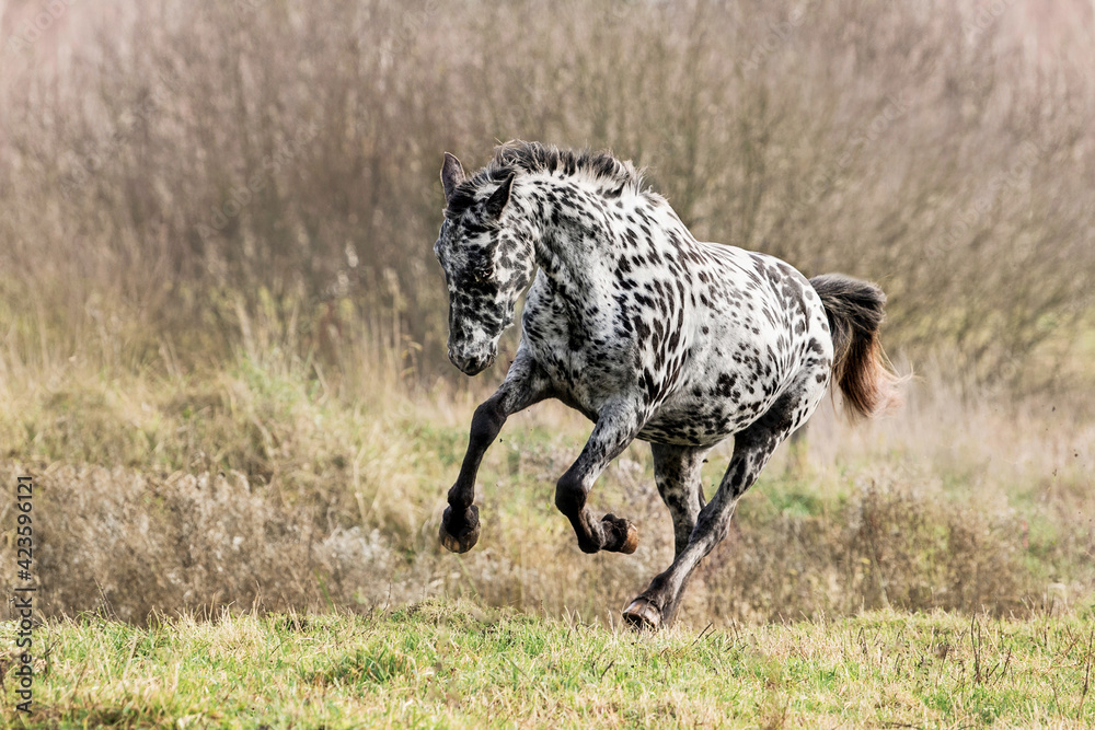 Happy Knabstrupper breed horse running on the field Stock Photo | Adobe ...