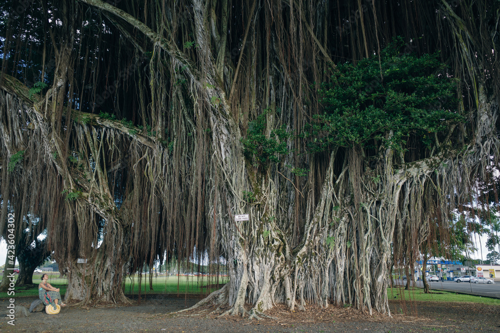 girl Banyan Drive is a tree-lined street at the shoreline of Hilo ...