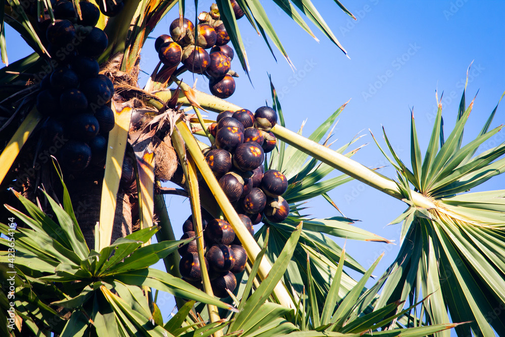 Palmyra palm trees with its fruit in abunch against blue sky background ...