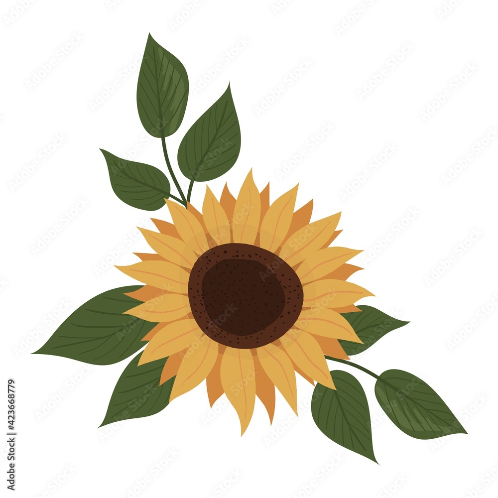 Sunflower. Sunflower flower and leaves. Botanical element. Vector ...