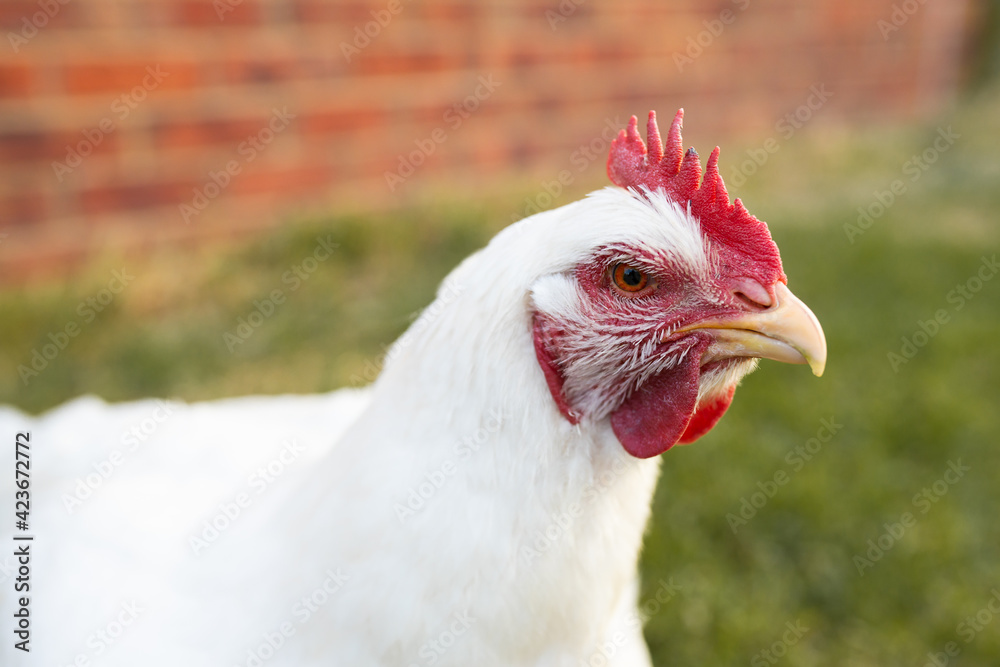 portrait of white broiler chicken (Gallus gallus domesticus) full body ...