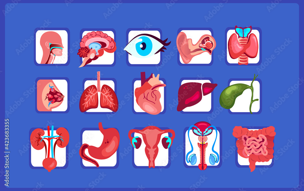 Bright Human Healthy Organs Set.Vector Illustration Icon Design ...