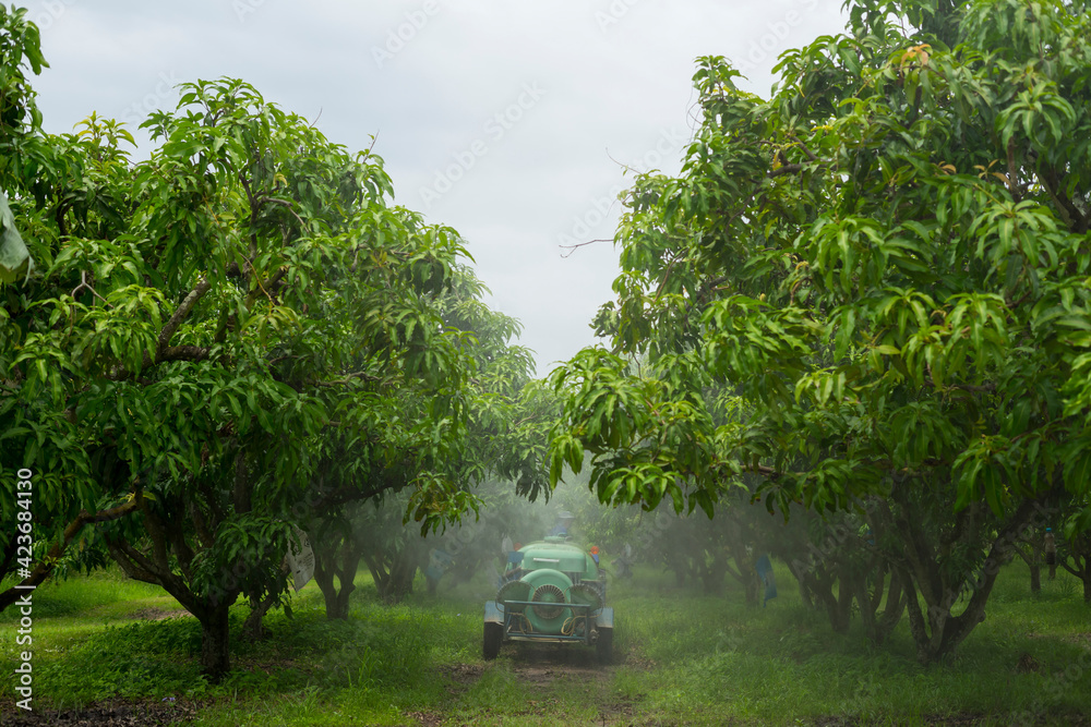 Tractor sprays insecticide in mango orchard fields Stock Photo | Adobe ...