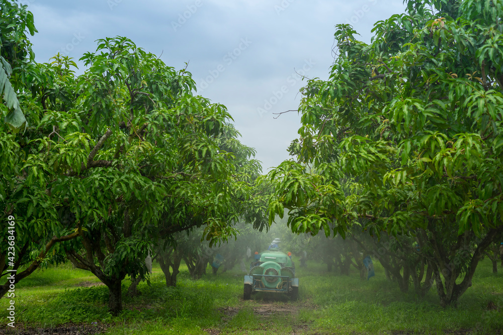 Tractor sprays insecticide in mango orchard fields Stock Photo | Adobe ...