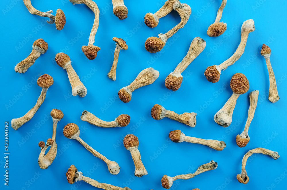 Pattern of dried psilocybin mushrooms on bright blue background ...