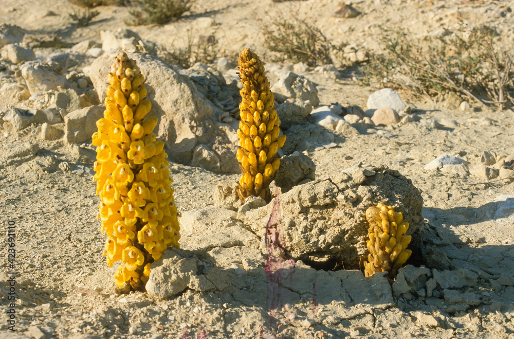 Foto de Cistanche, orobranche, Cistanche tubulosa, Tubulosa Cistanche ...