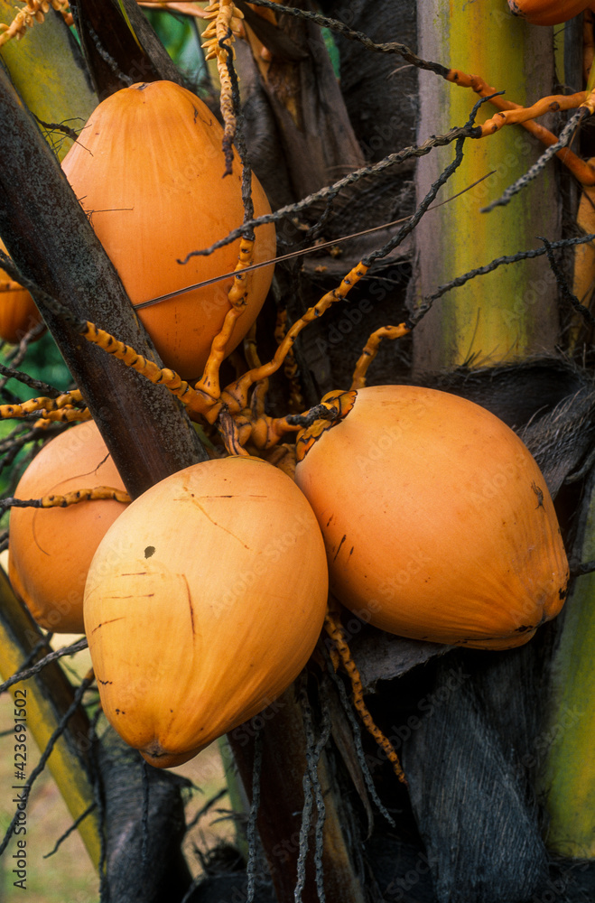 Cocotier, cocos nucifera Stock Photo | Adobe Stock
