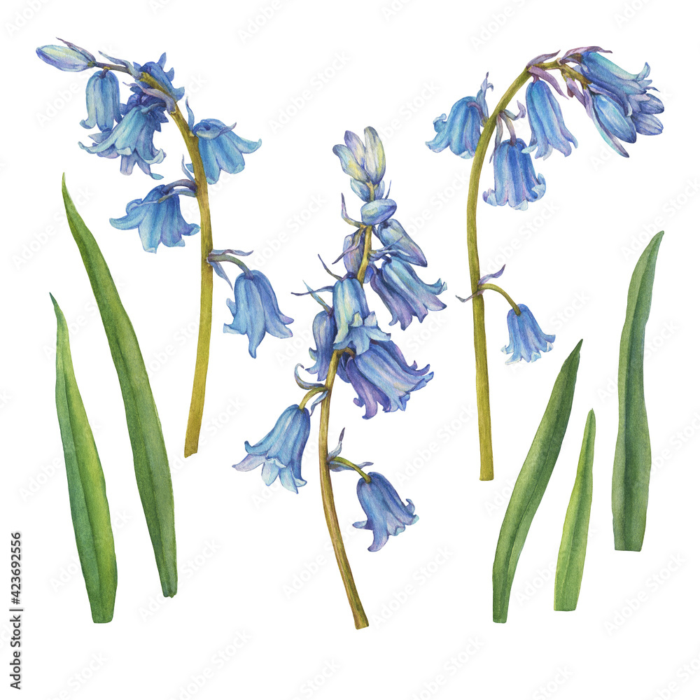 Set with blue hyacinthus flower (bluebell, Hyacinthoides massartiana ...