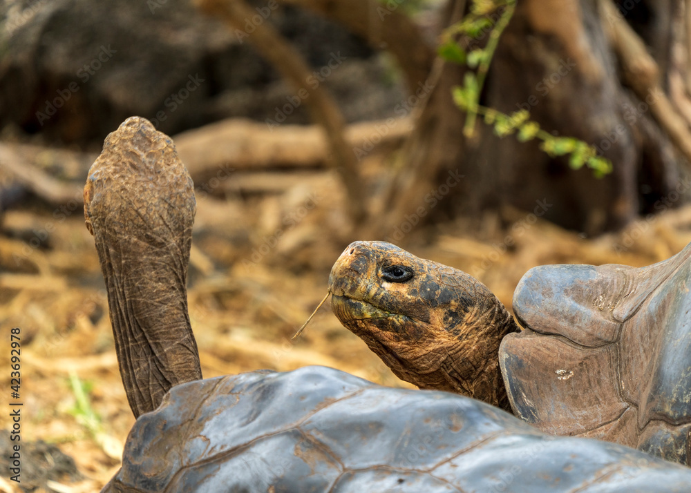 Galapagos giant land saddle back tortoise Stock Photo | Adobe Stock