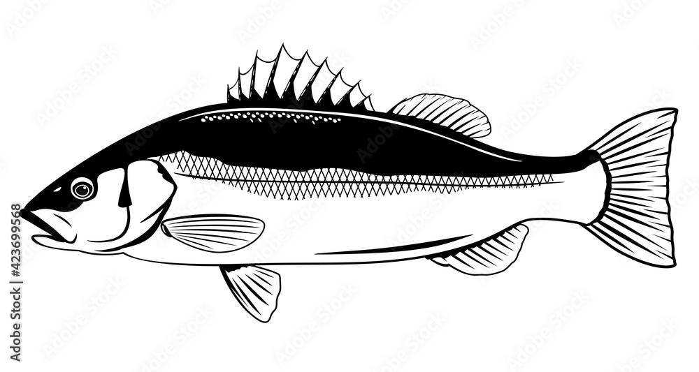 One Sea bass fish in side view in black and white color, isolated Stock ...