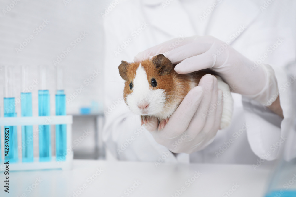 Scientist with guinea pig in chemical laboratory, closeup. Animal ...