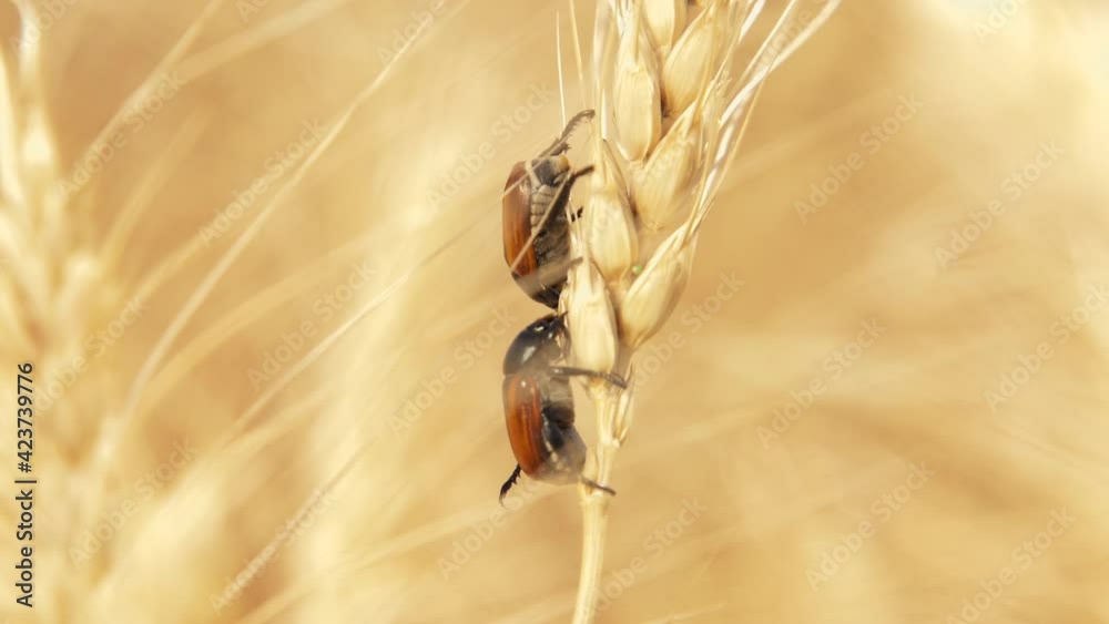 Agriculture. Harmful beetles eat up the wheat crop. Wheat field ...