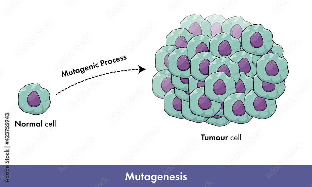 Mutagenesis of cancer cells Stock Vector | Adobe Stock