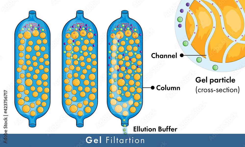 Gel filtration chromatography Stock Vector | Adobe Stock