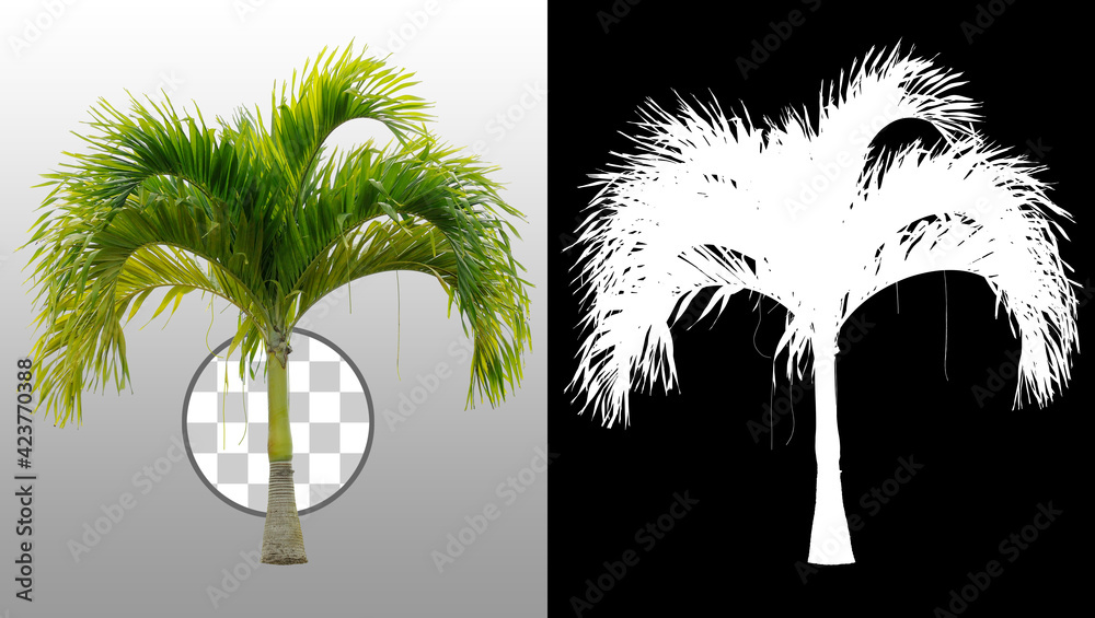 Cut out palm tree. Green tree isolated on transparent background via an ...