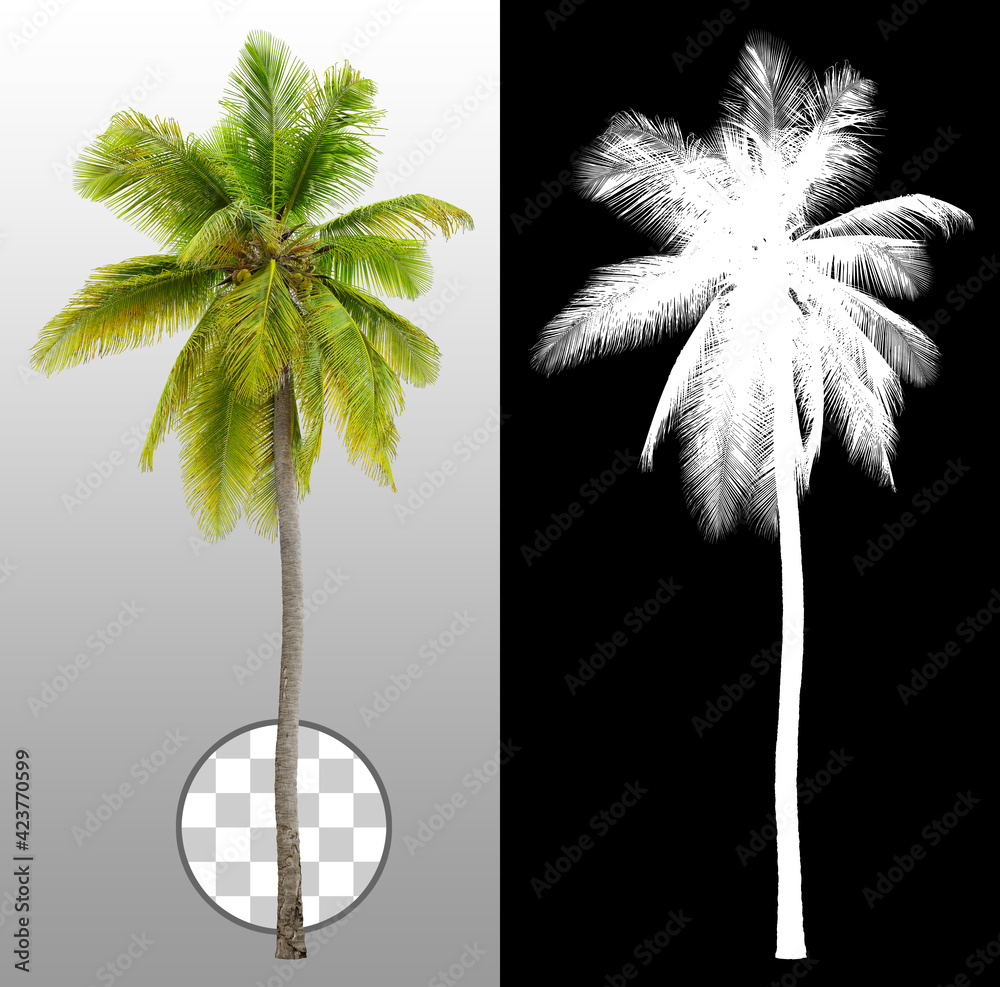Cut out palm tree. Green tree isolated on transparent background via an ...
