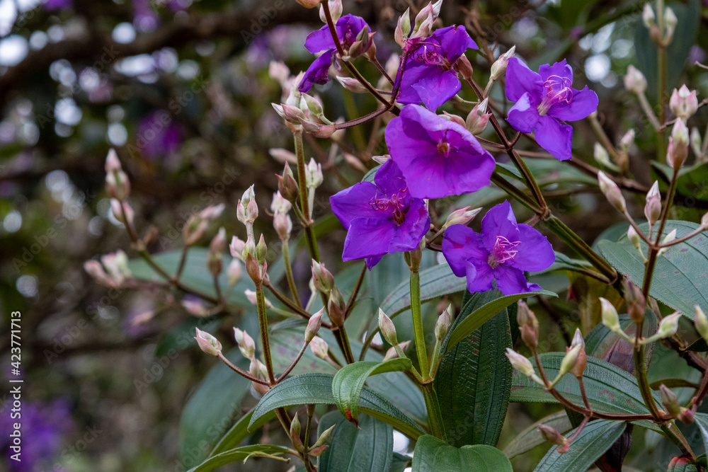 Flor roxa da árvore quaresmeira, tradicional do Cerrado de Minas Gerais ...