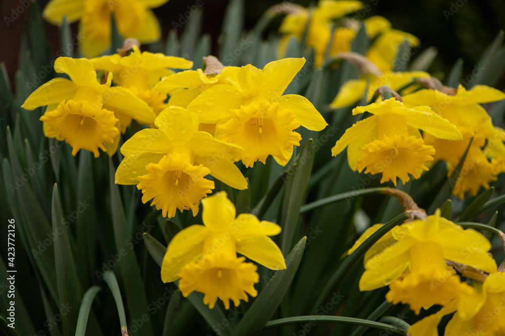 Awesome Yellow Daffodil flowers. The perfect image for spring ...