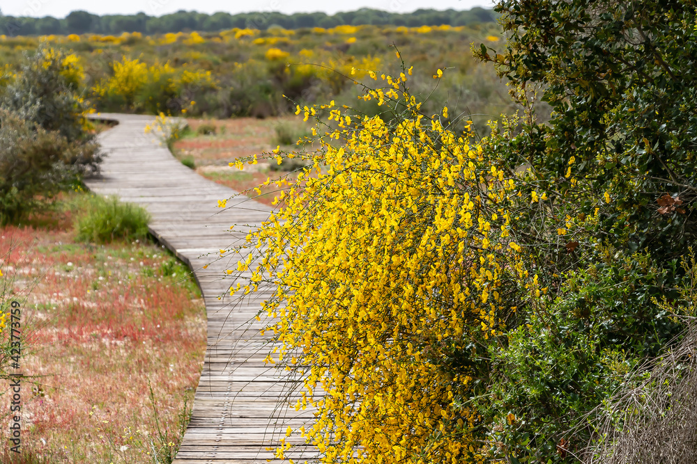 Retama sphaerocarpa is a genus of flowering bushes in the legume family ...