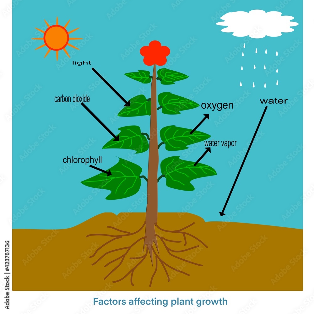 The factors affecting plant growth are light, carbon dioxide ...