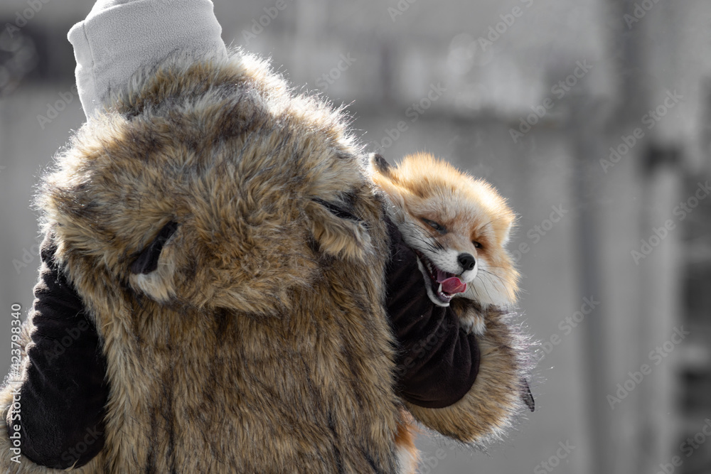 A girl in a fur coat with a red fox in her arms on the street in the ...