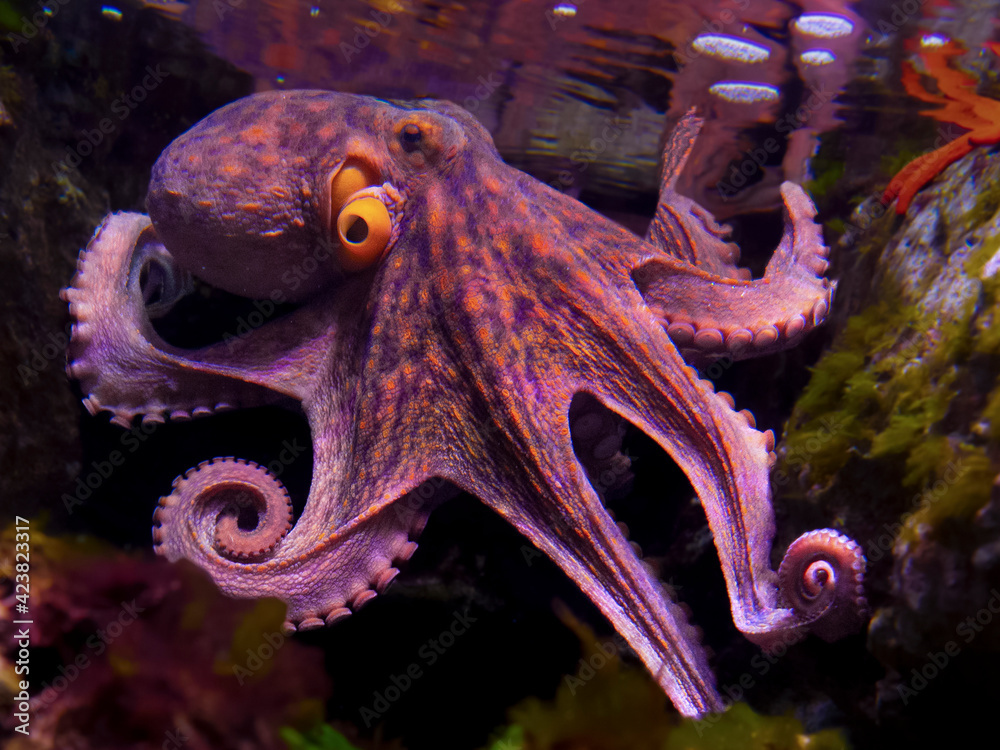 Octopus Stock Photo | Adobe Stock