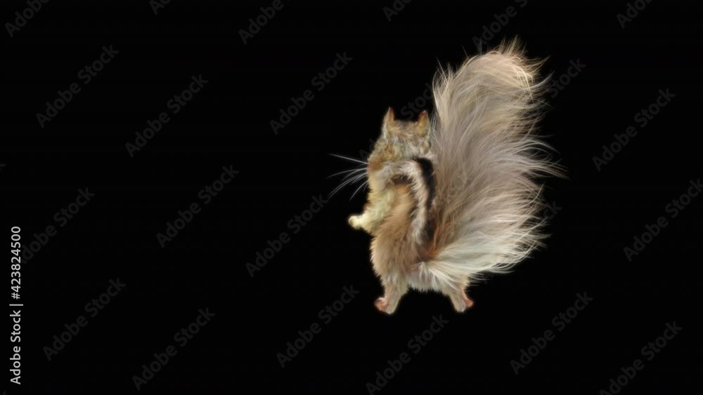 Chipmunk Dance CG fur 3d rendering animal realistic CGI VFX Animation ...