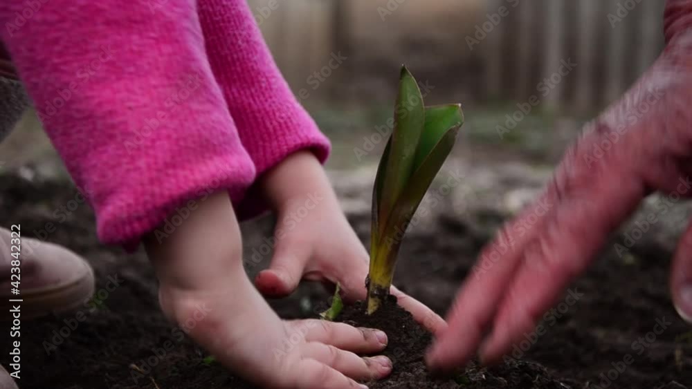 An old grandmother with her granddaughter plants a plant in spring ...