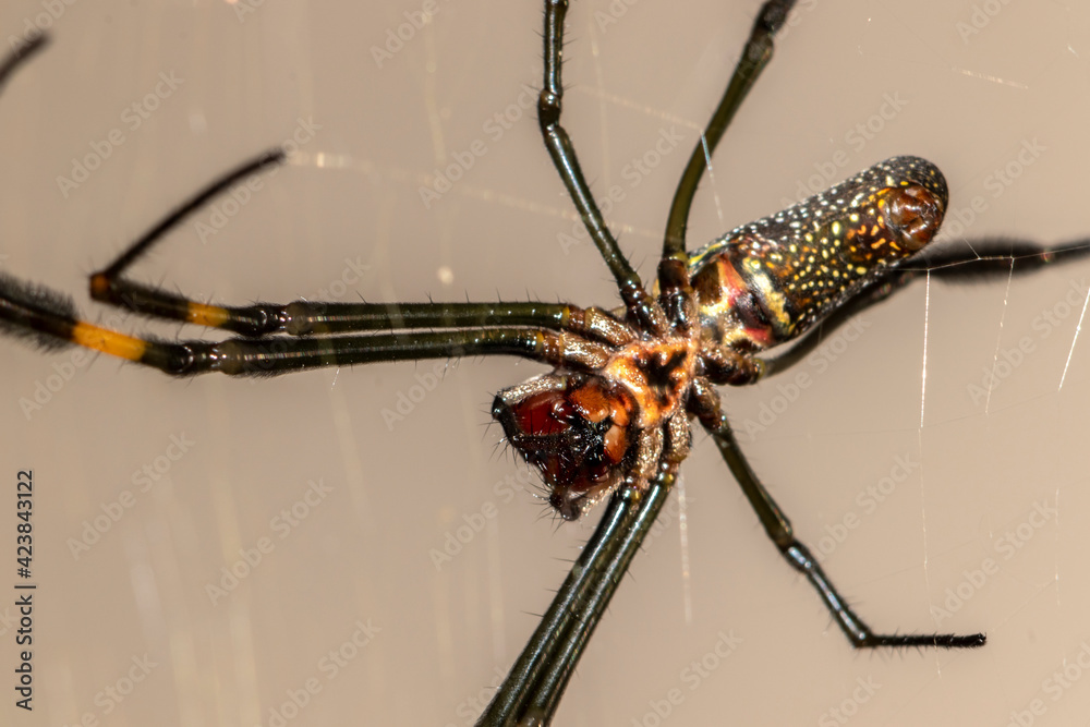 Golden silk orb weaver spider (Trichonephila clavipes) formerly known ...